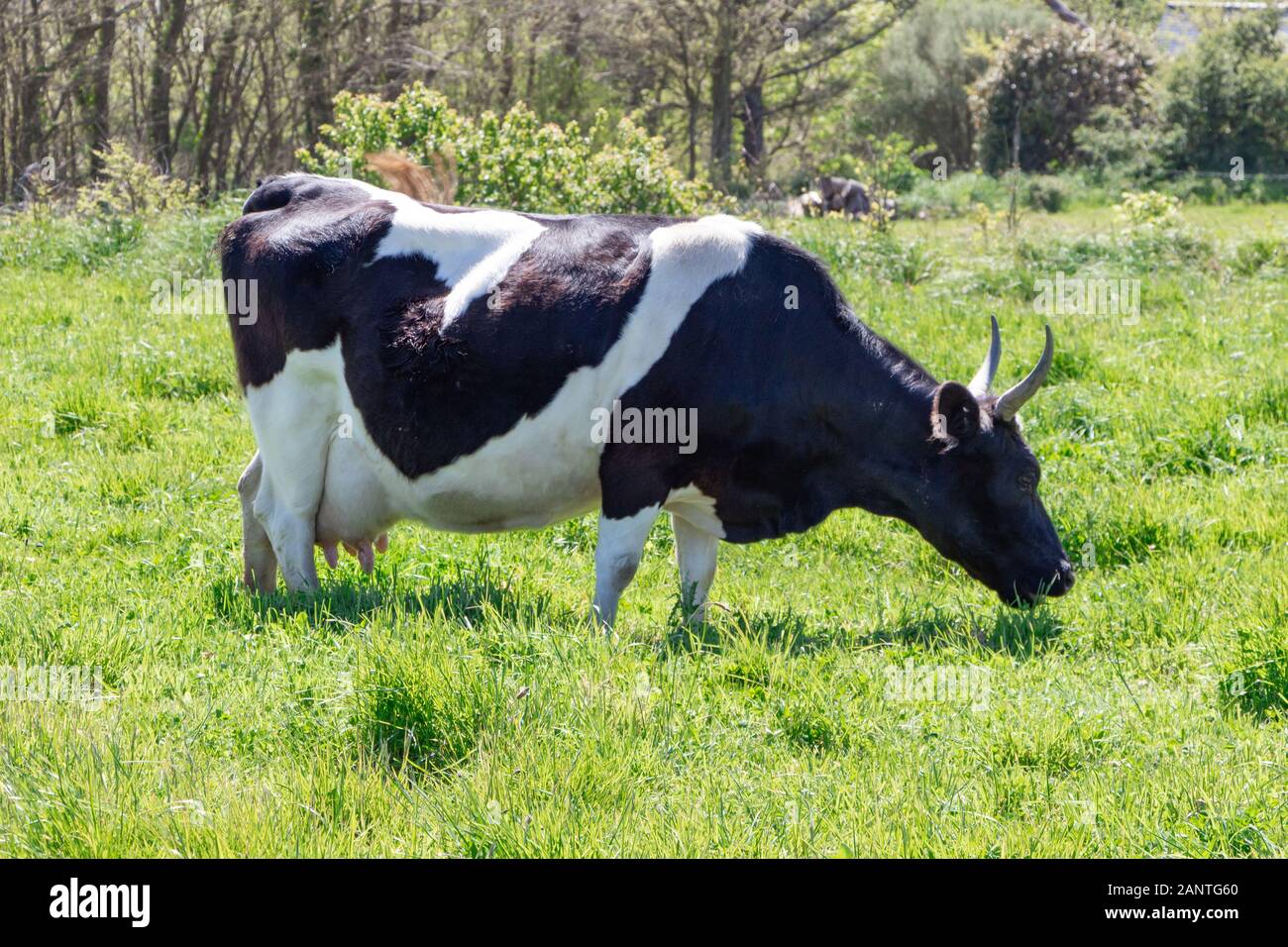 Cow pie hi-res stock photography and images - Alamy