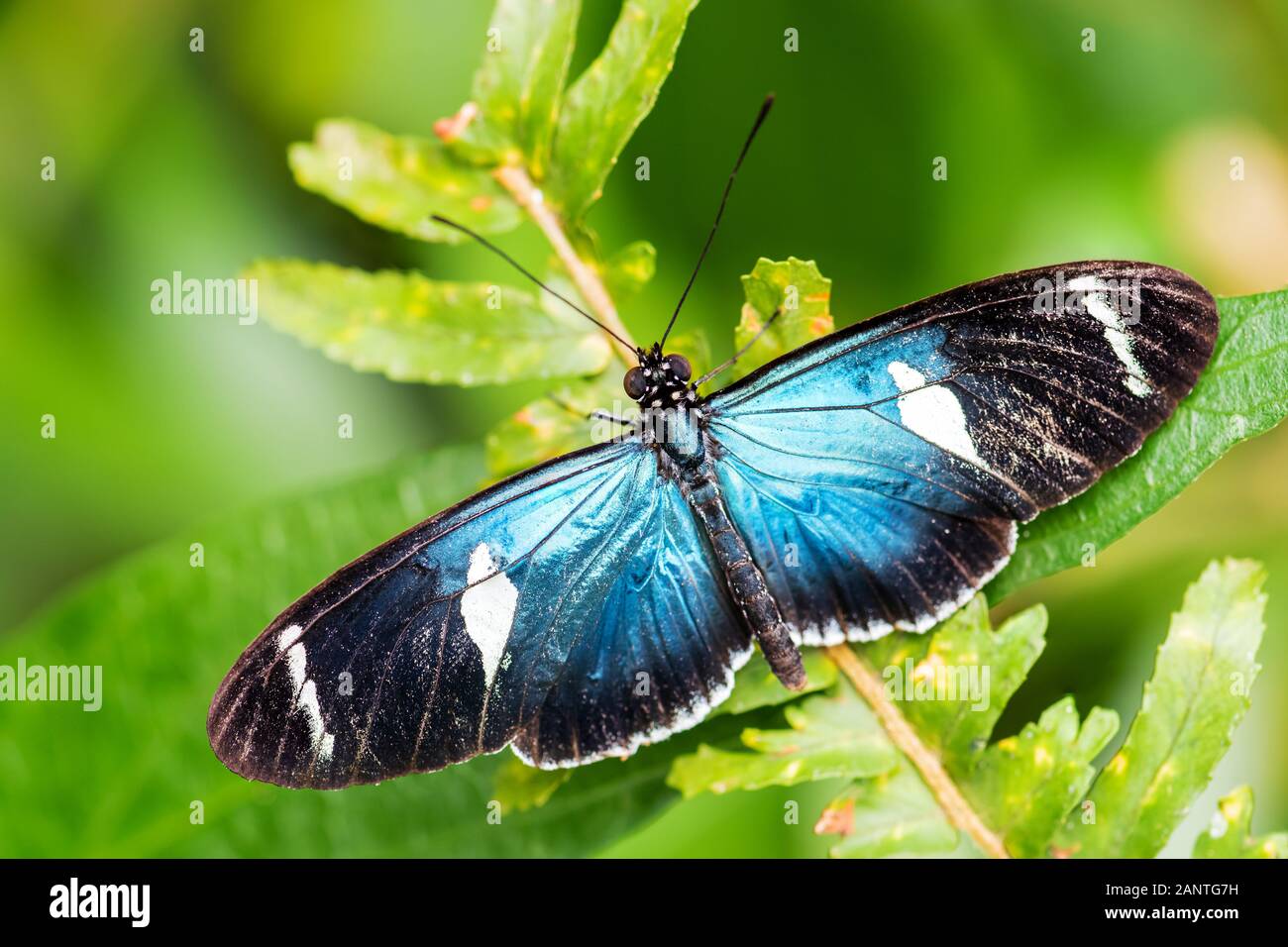 Sara longwing - Heliconius sara, beautiful colored brushfoot butterfly from Central and South ...