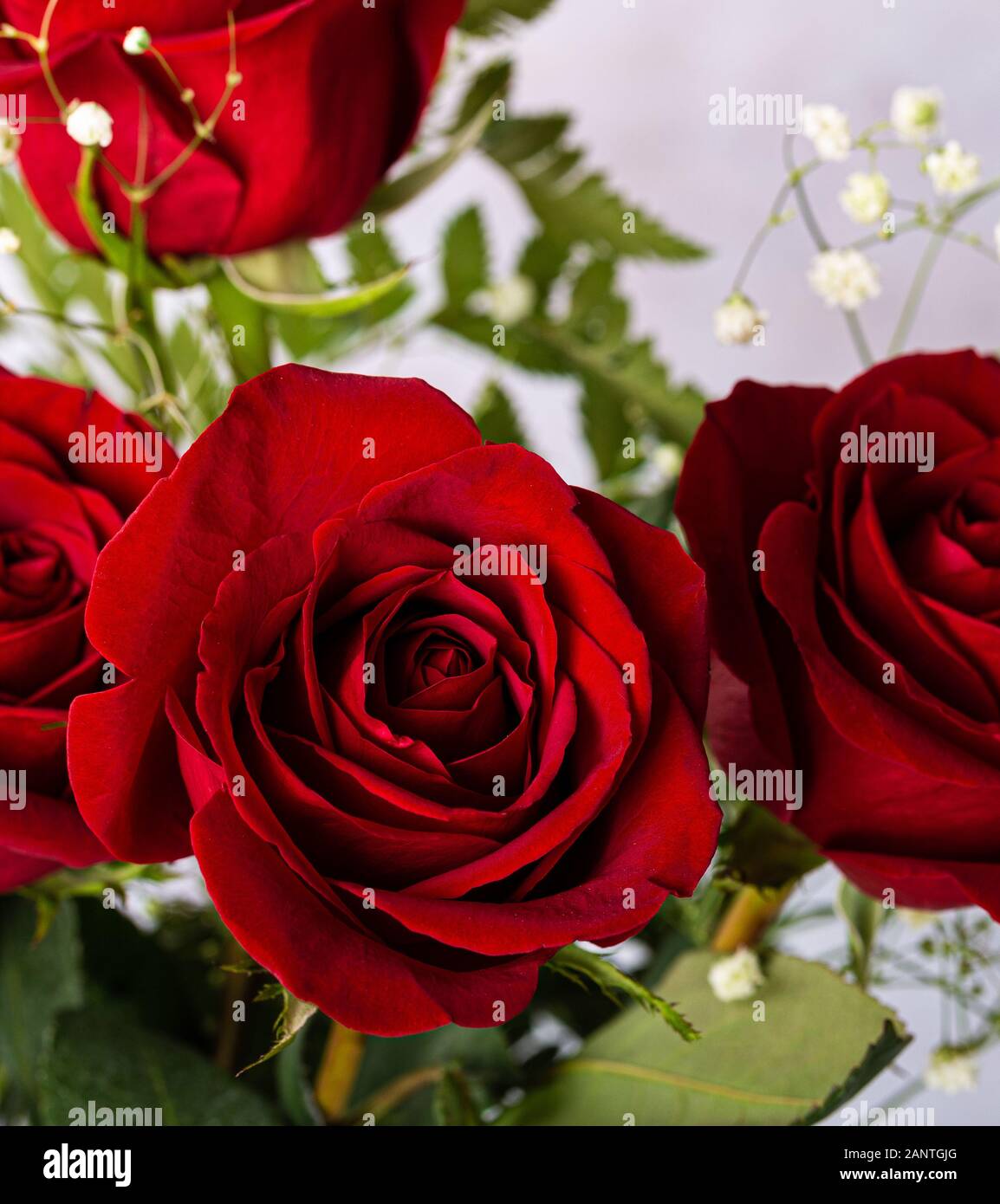 Closeup of an arrangement of beautiful red roses Stock Photo - Alamy