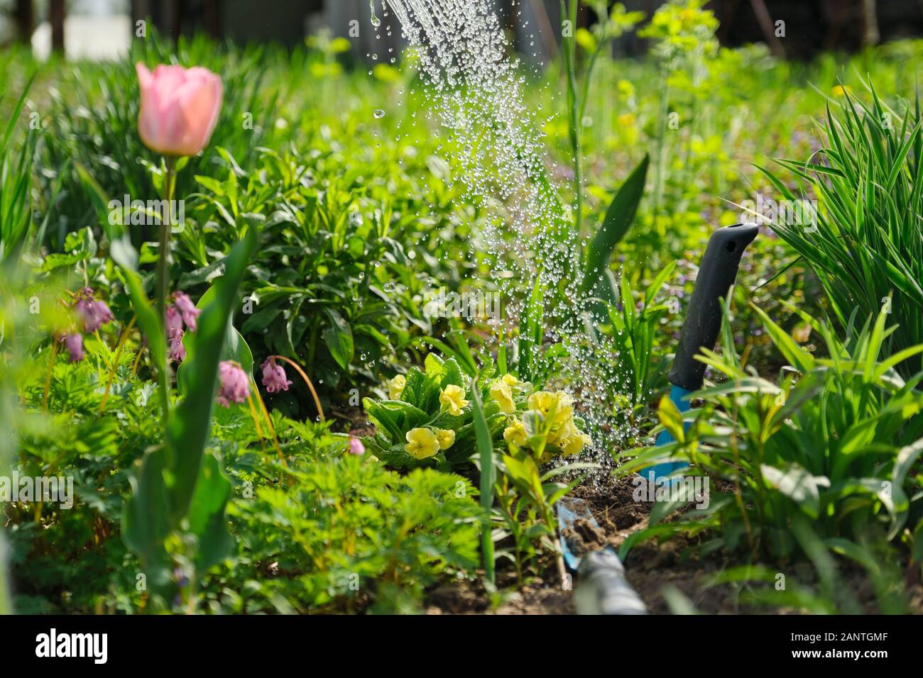 Spring flowers in flowerbed in garden, planting and watering Stock ...