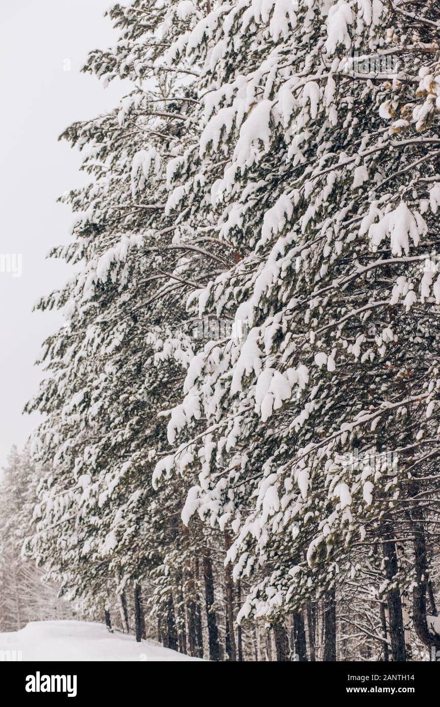 Beautiful winter, snow, green trees in nature Stock Photo - Alamy