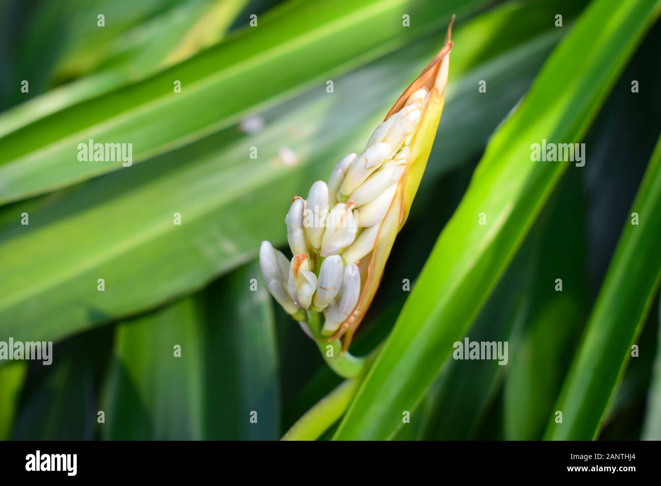 Cardamom leaf plant hi-res stock photography and images - Alamy