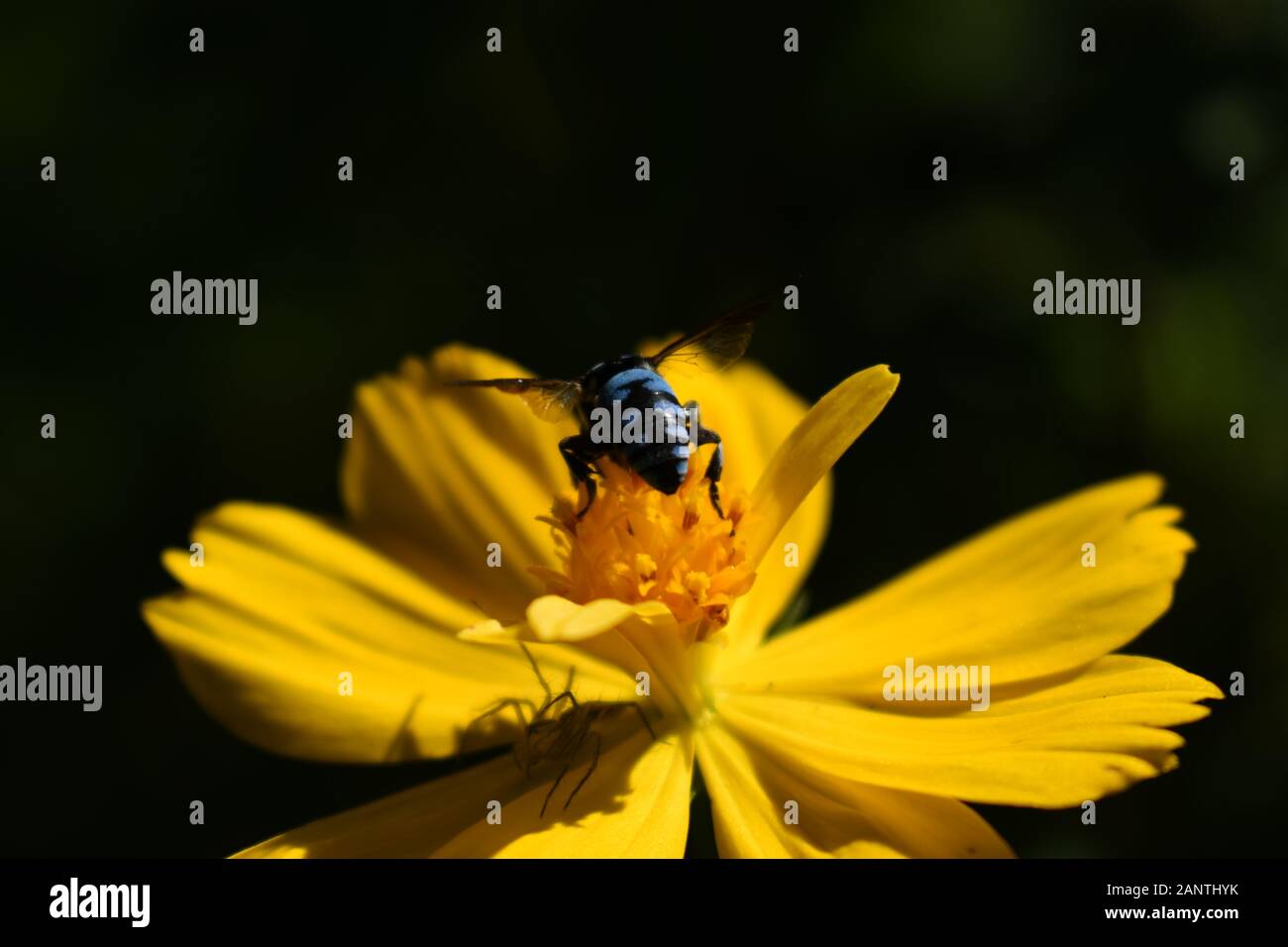 Neon coloration hi-res stock photography and images - Alamy