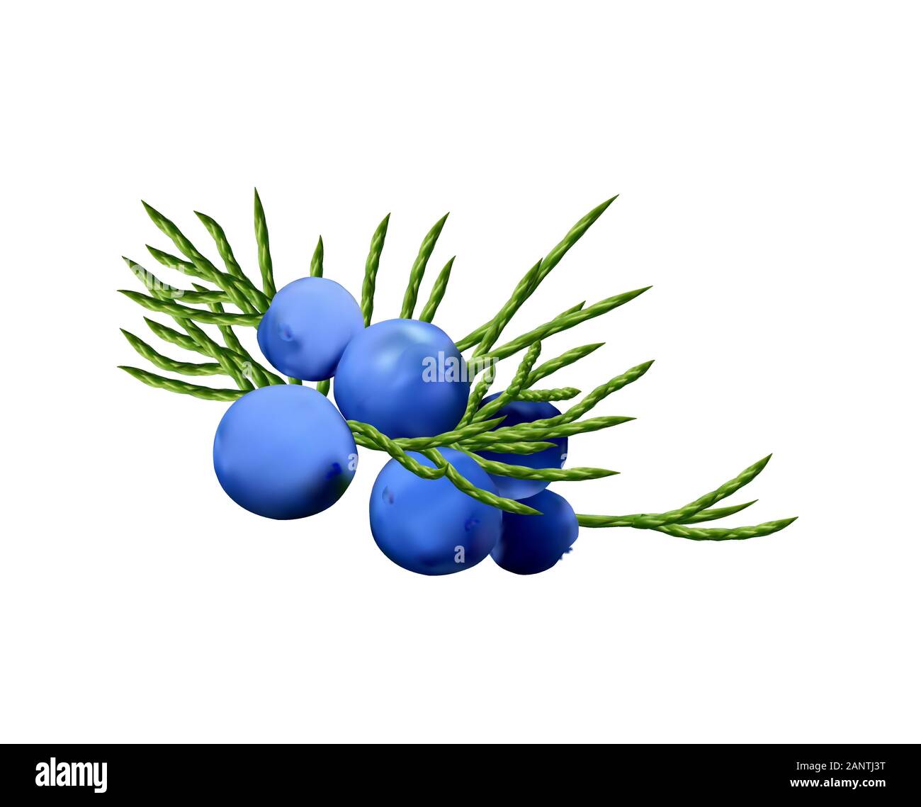 Botanical Illustration Juniper High Resolution Stock Photography and ...
