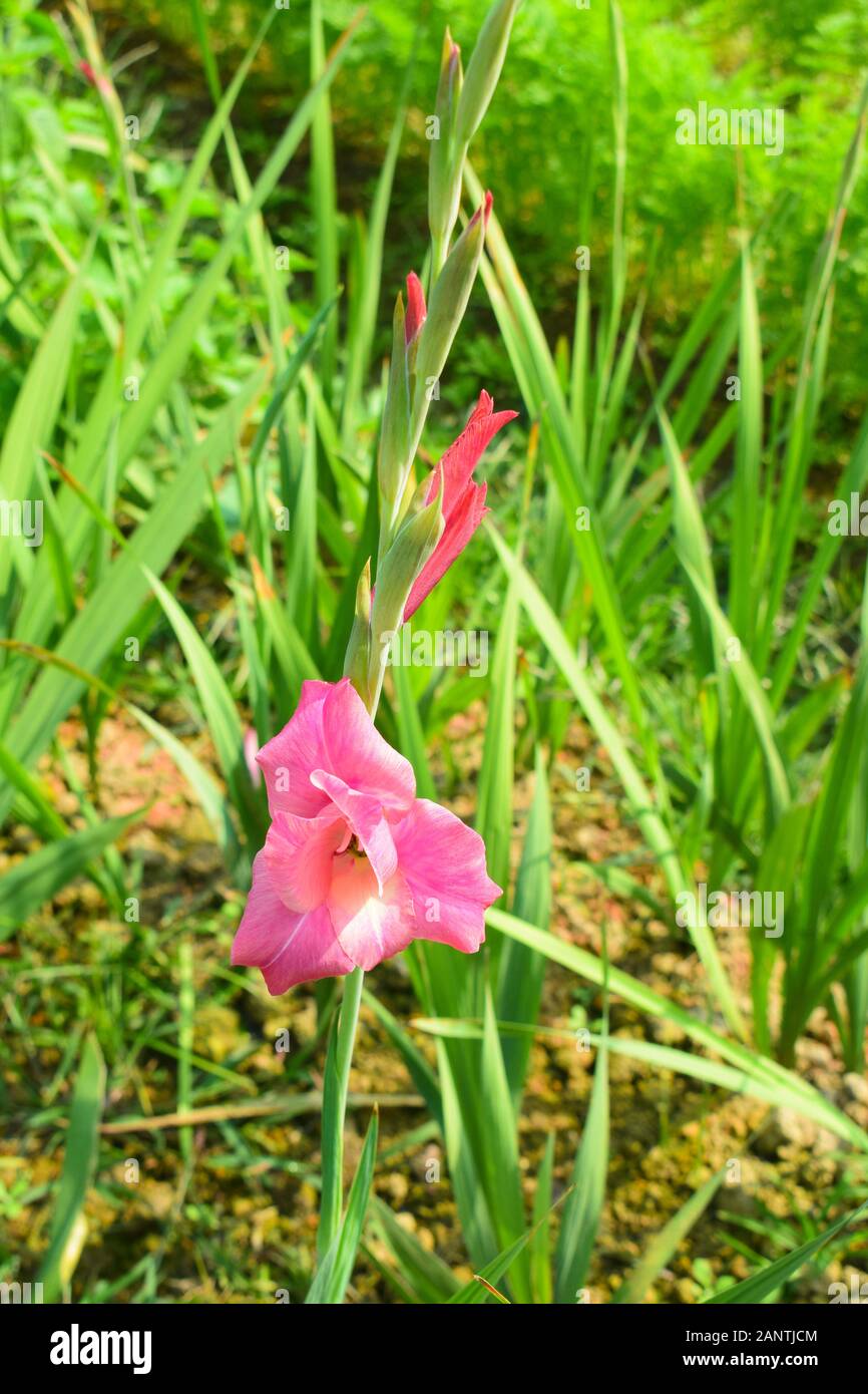 Field gladiolus hi-res stock photography and images - Alamy