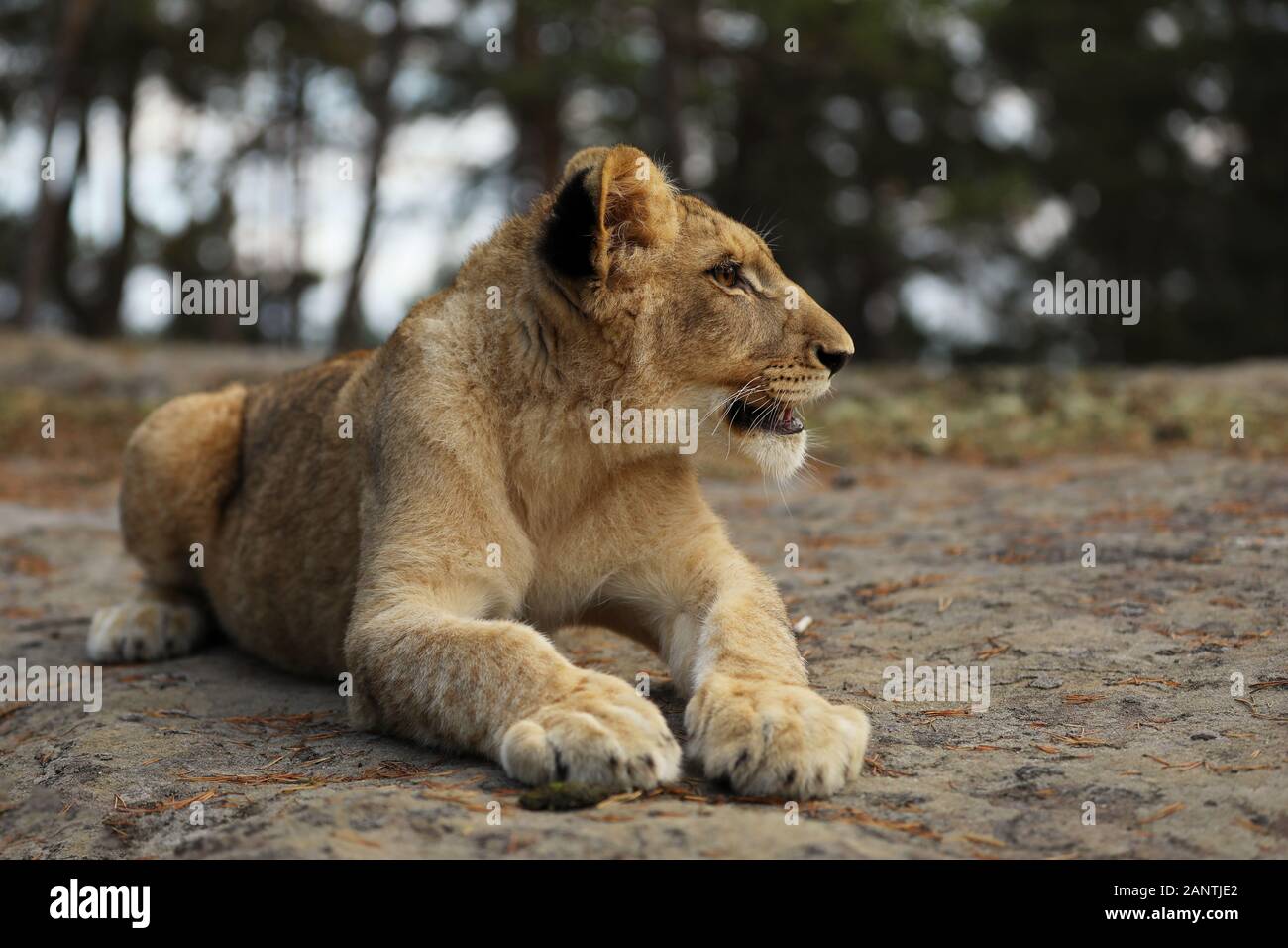 Lion cube hi-res stock photography and images - Alamy