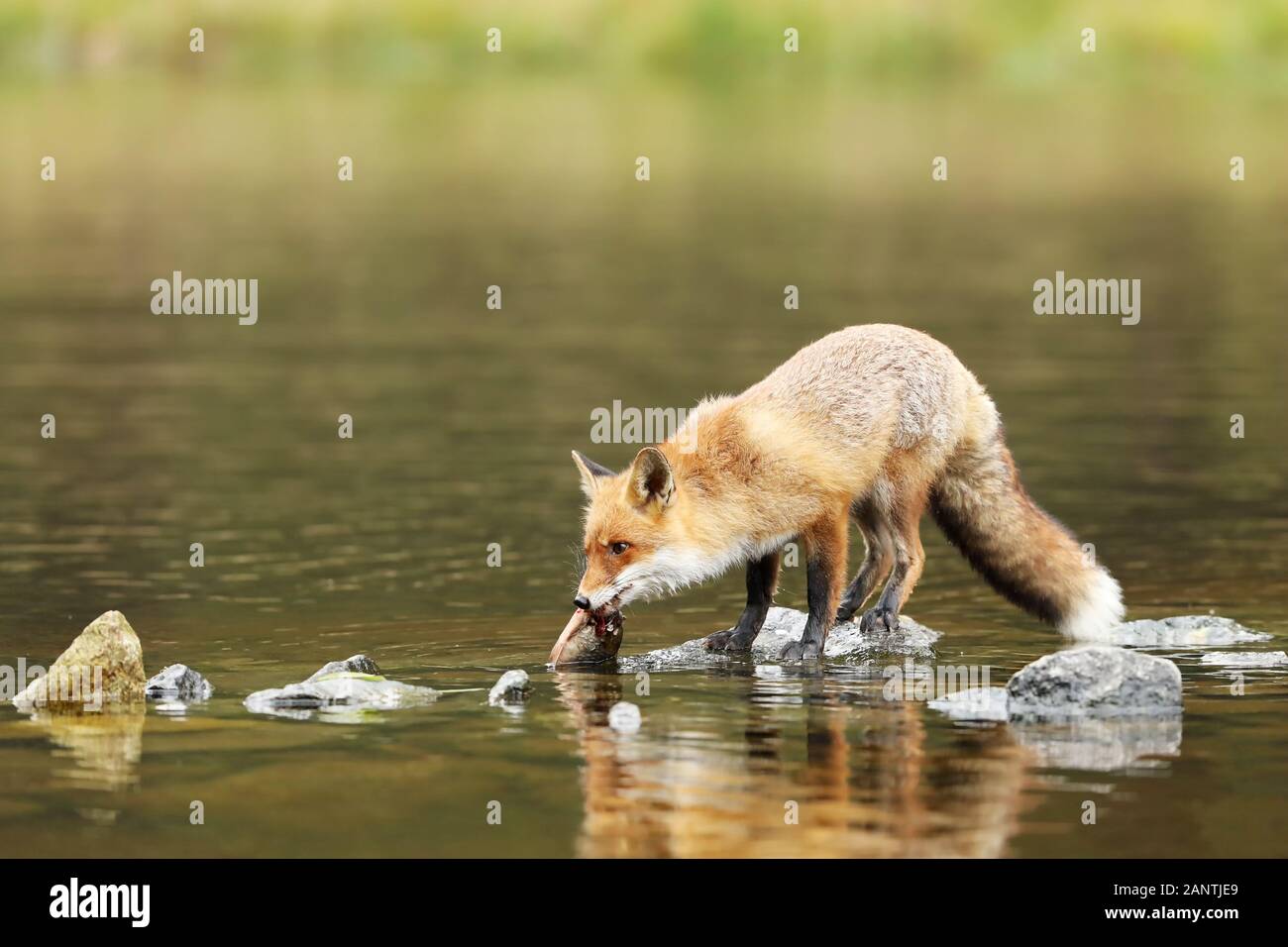 Red fox with fish prey in river - Vulpes vulpes Stock Photo - Alamy