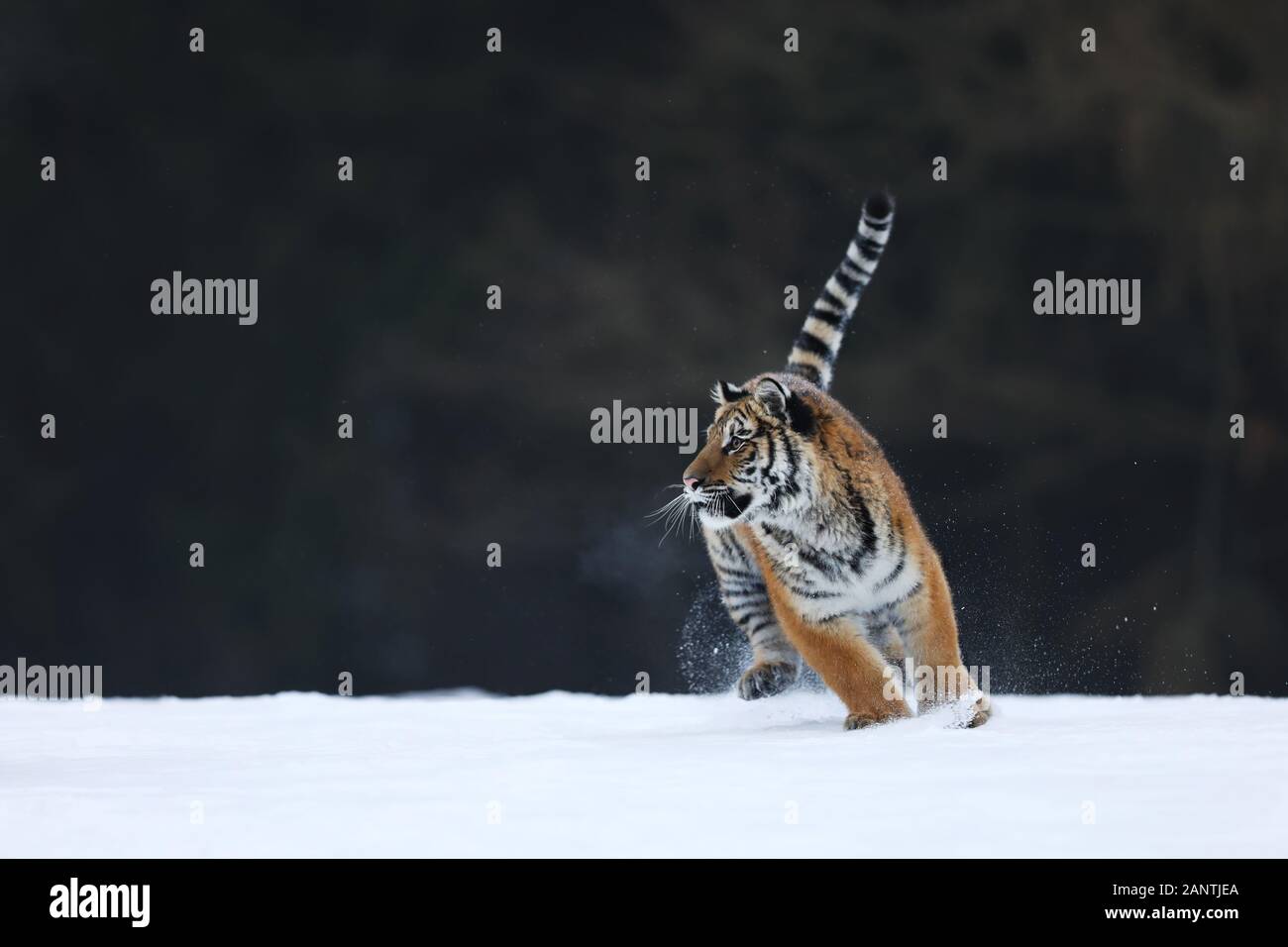 Amur tiger in wild winter nature. Typical winter in taiga, Russia ...