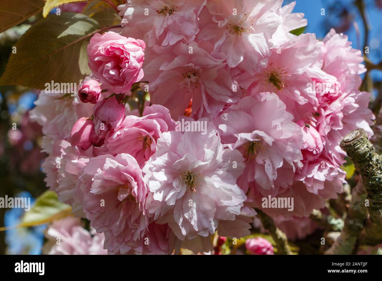 Pink flowers of japanese cherry tree in a garden during spring Stock ...