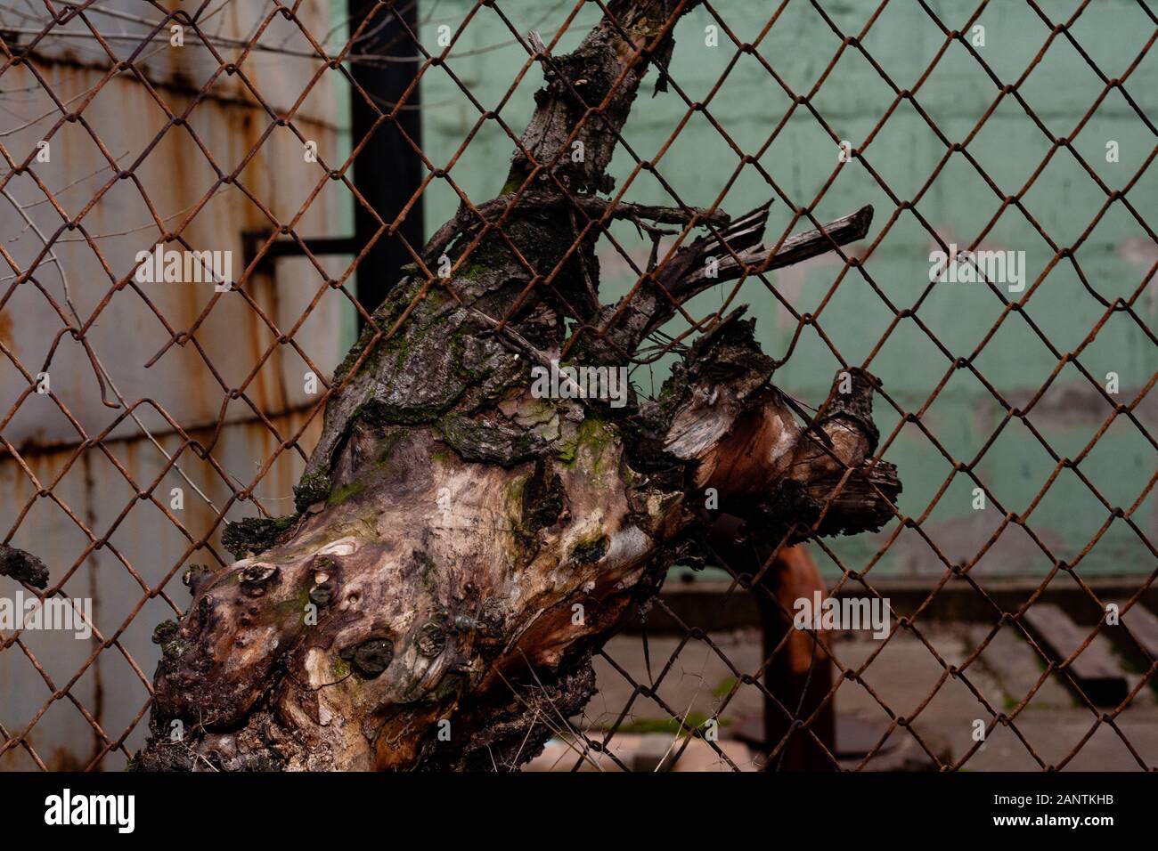 A dead tree has grown into a rusty metal mesh Stock Photo - Alamy