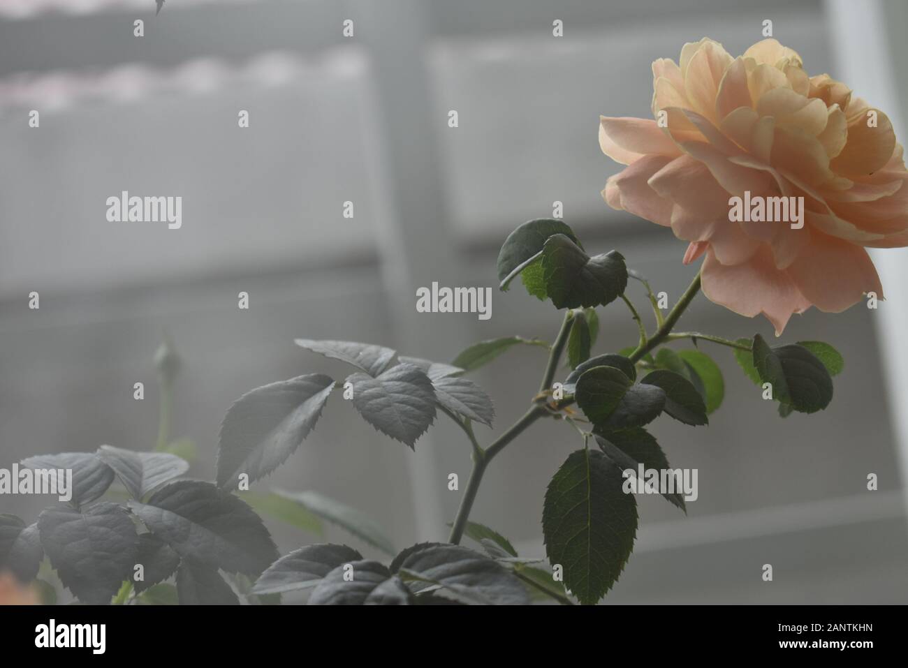 pink rose under fog Stock Photo - Alamy