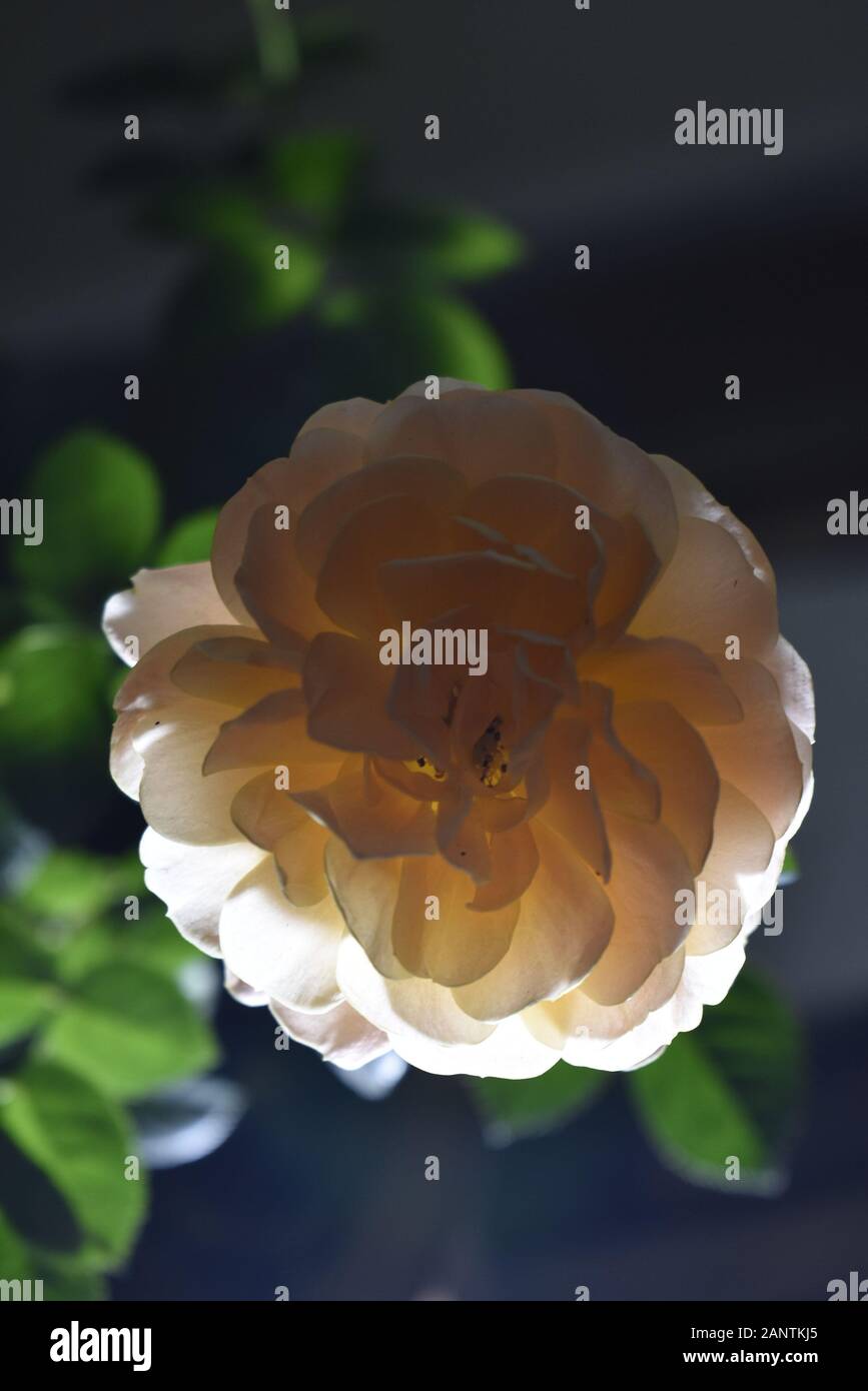 pink rose on the night Stock Photo - Alamy