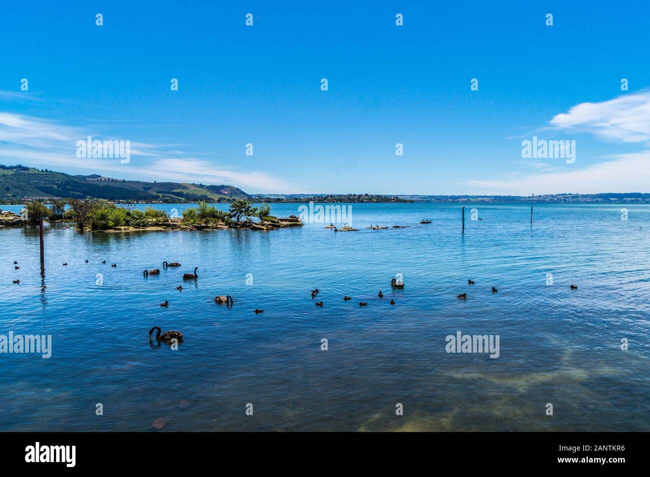 Lake Rotorua, Rotorua, North Island, New Zealand Stock Photo - Alamy