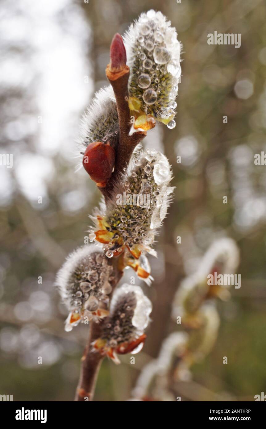 Willow branch with fluffy white-pink flowers with dew drops on a spring ...