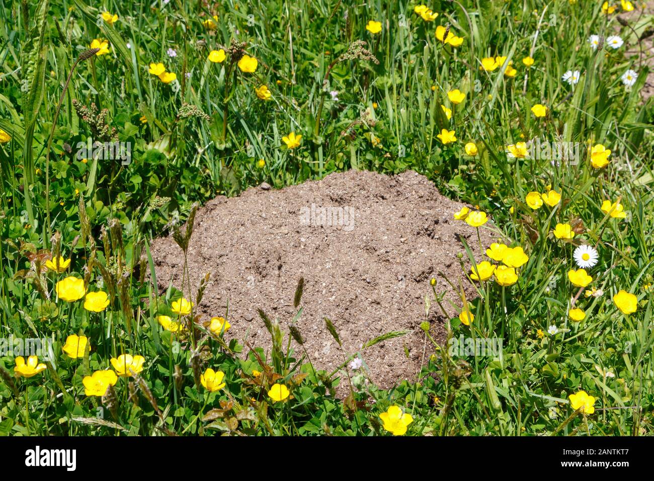 Molehill in a hi-res stock photography and images - Alamy