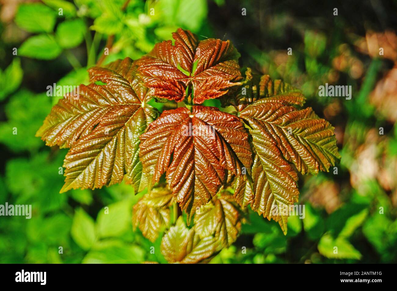 Young maple tree with red-green leaves in a clearing on a spring day ...