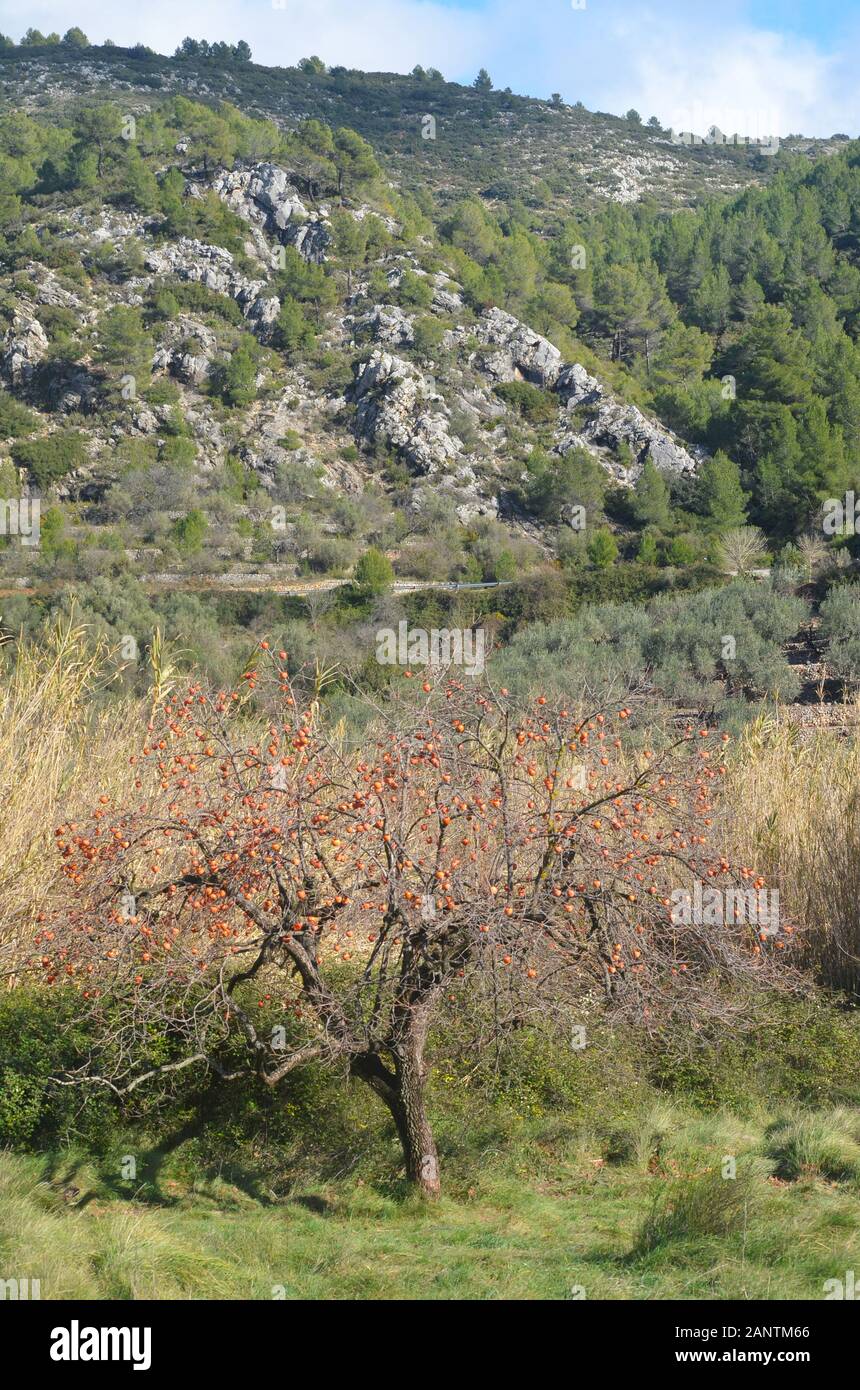 Persimmon tree in a valley nested amongst the mountains of La Marina ...