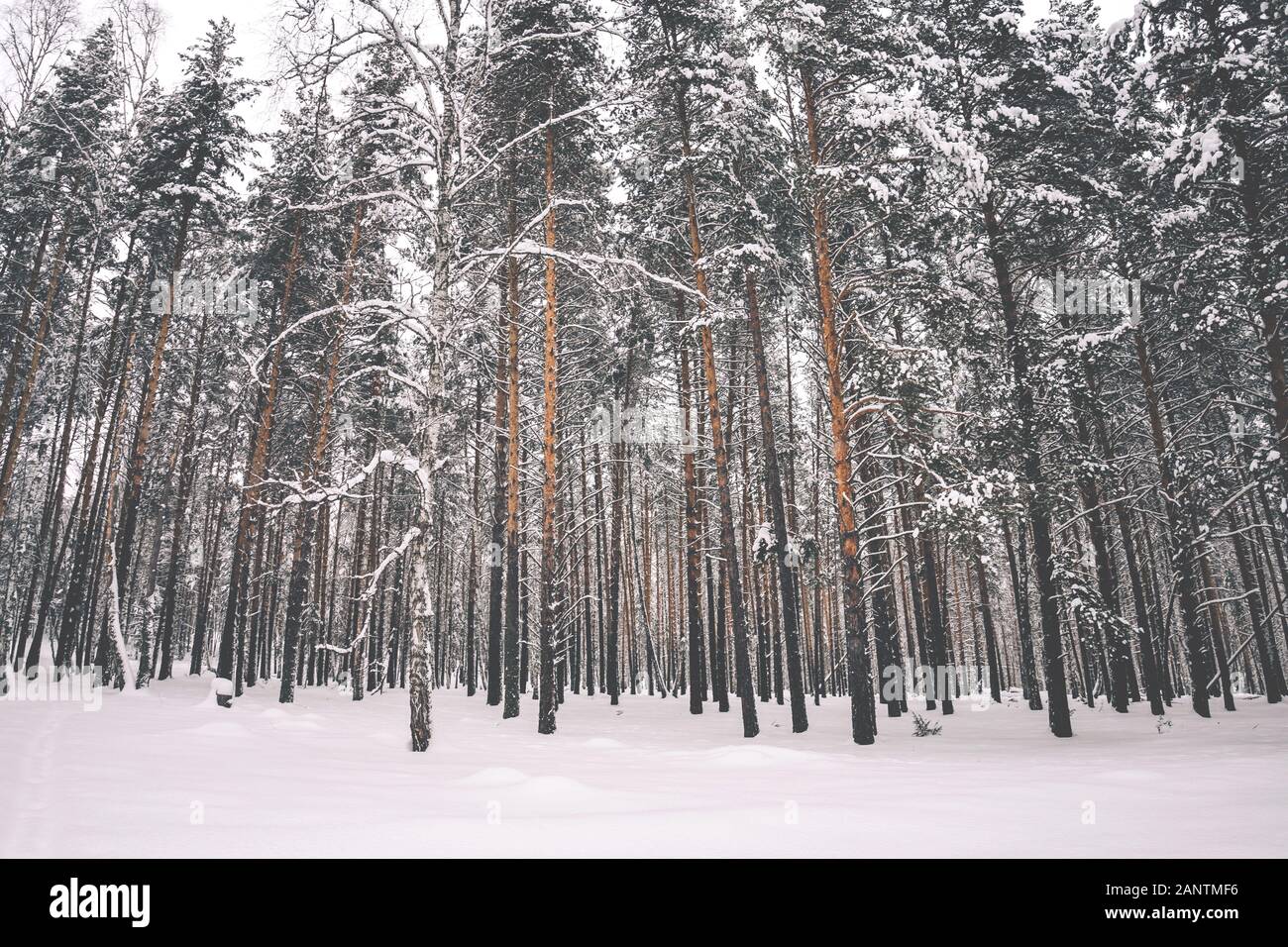 Beautiful winter background of tall trees in the forest Stock Photo - Alamy