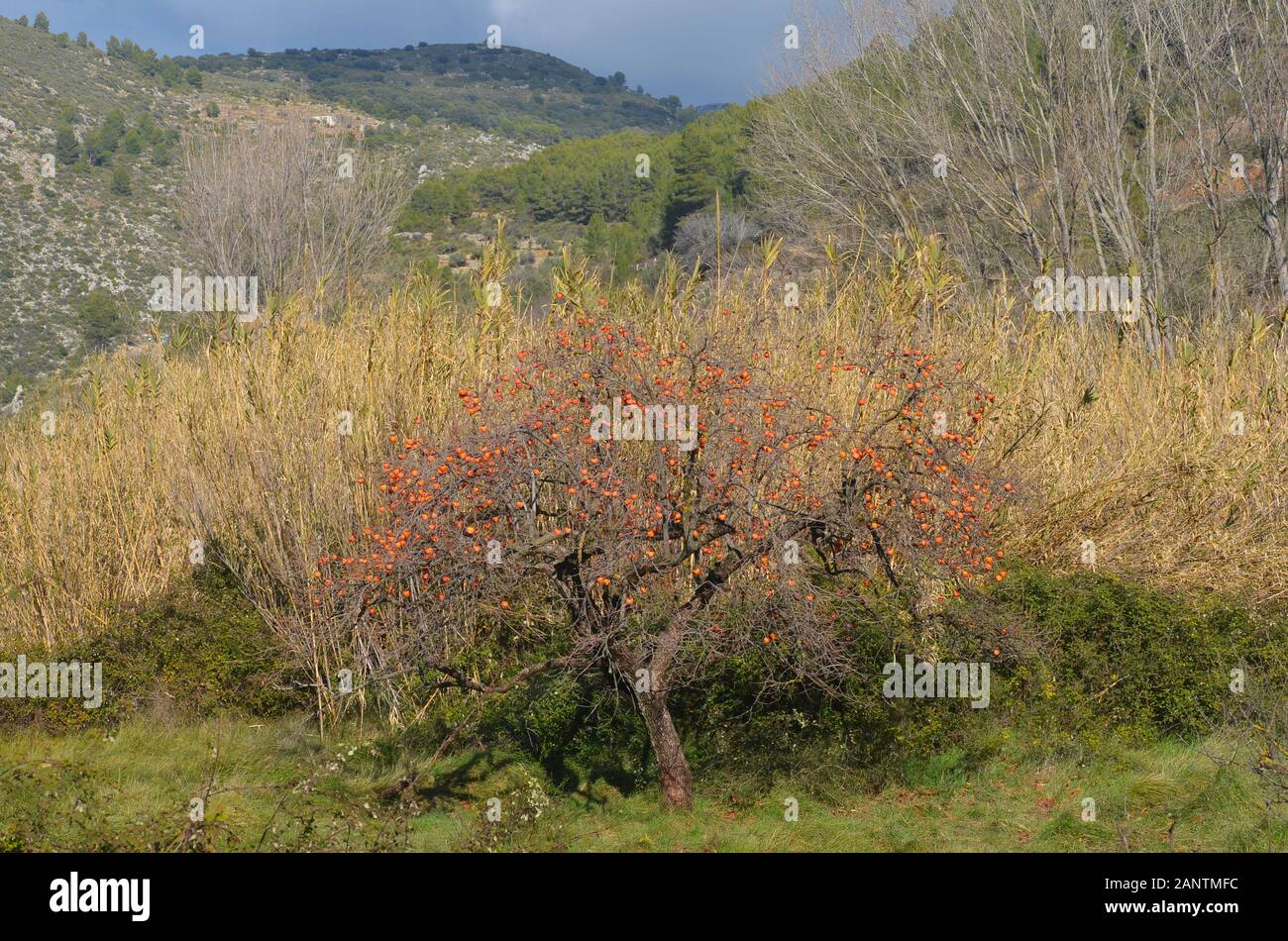 Species of persimmon hi-res stock photography and images - Alamy