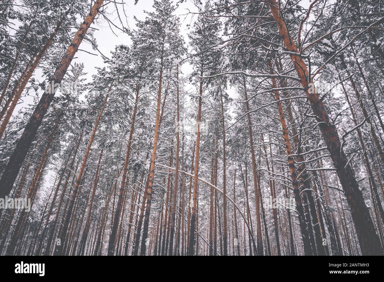 Beautiful tall pines in winter in the forest, background of trees in ...