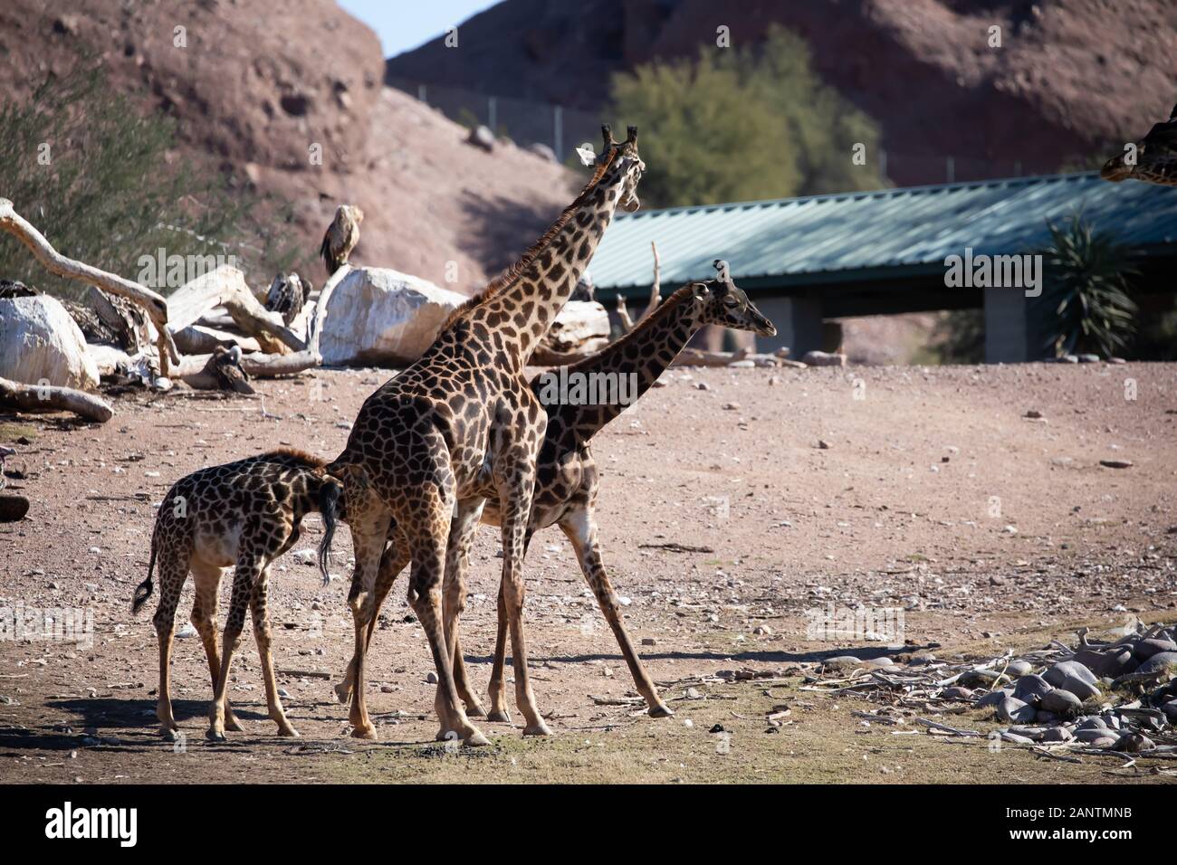 Giraffes in Phoenix Zoo, Arizona, USA Stock Photo - Alamy