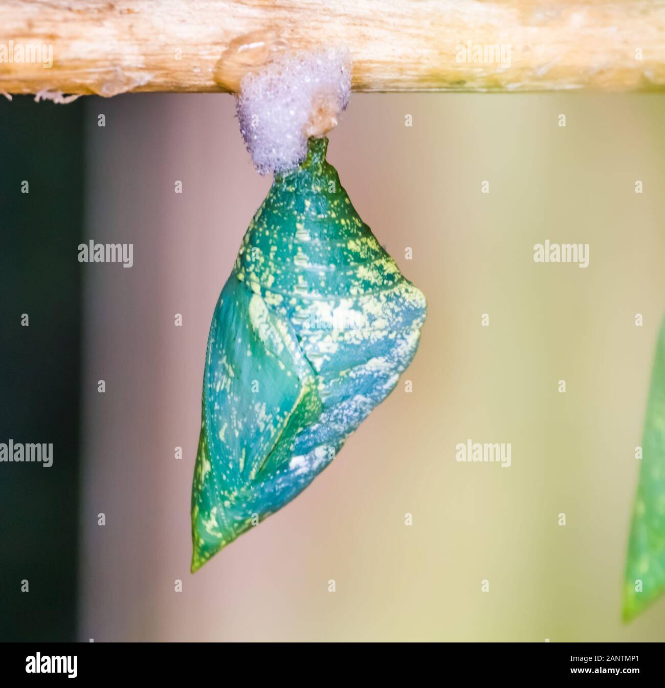 green and yellow butterfly cocoon in macro closeup, tropical insect ...