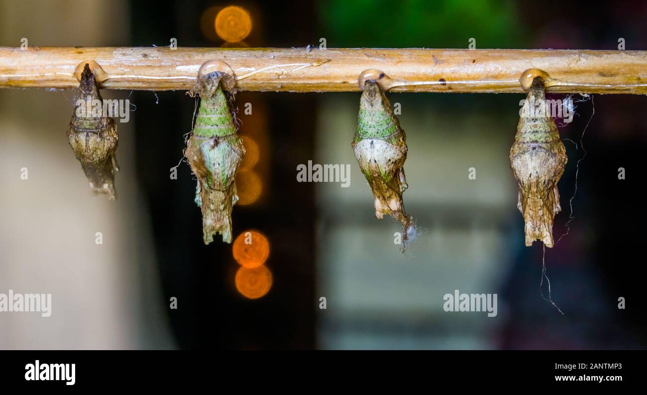 macro closeup of butterfly cocoons, exotic insect species ...