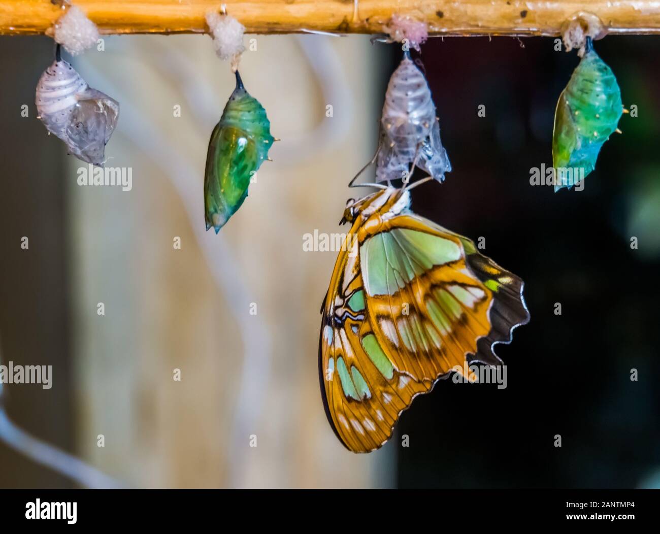 Butterfly Coming Out Of Cocoon