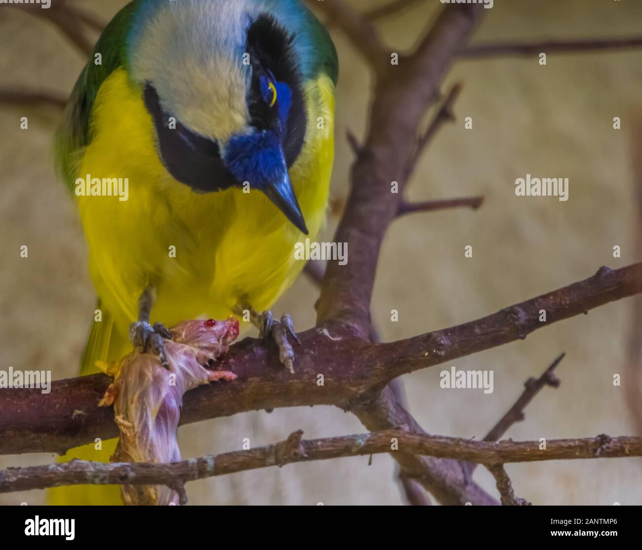 inca jay with its prey in a tree in closeup, Colorful and tropical bird ...