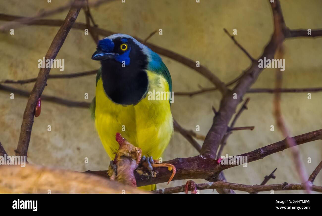 closeup of a inca jay with its prey in a tree, colorful tropical bird ...