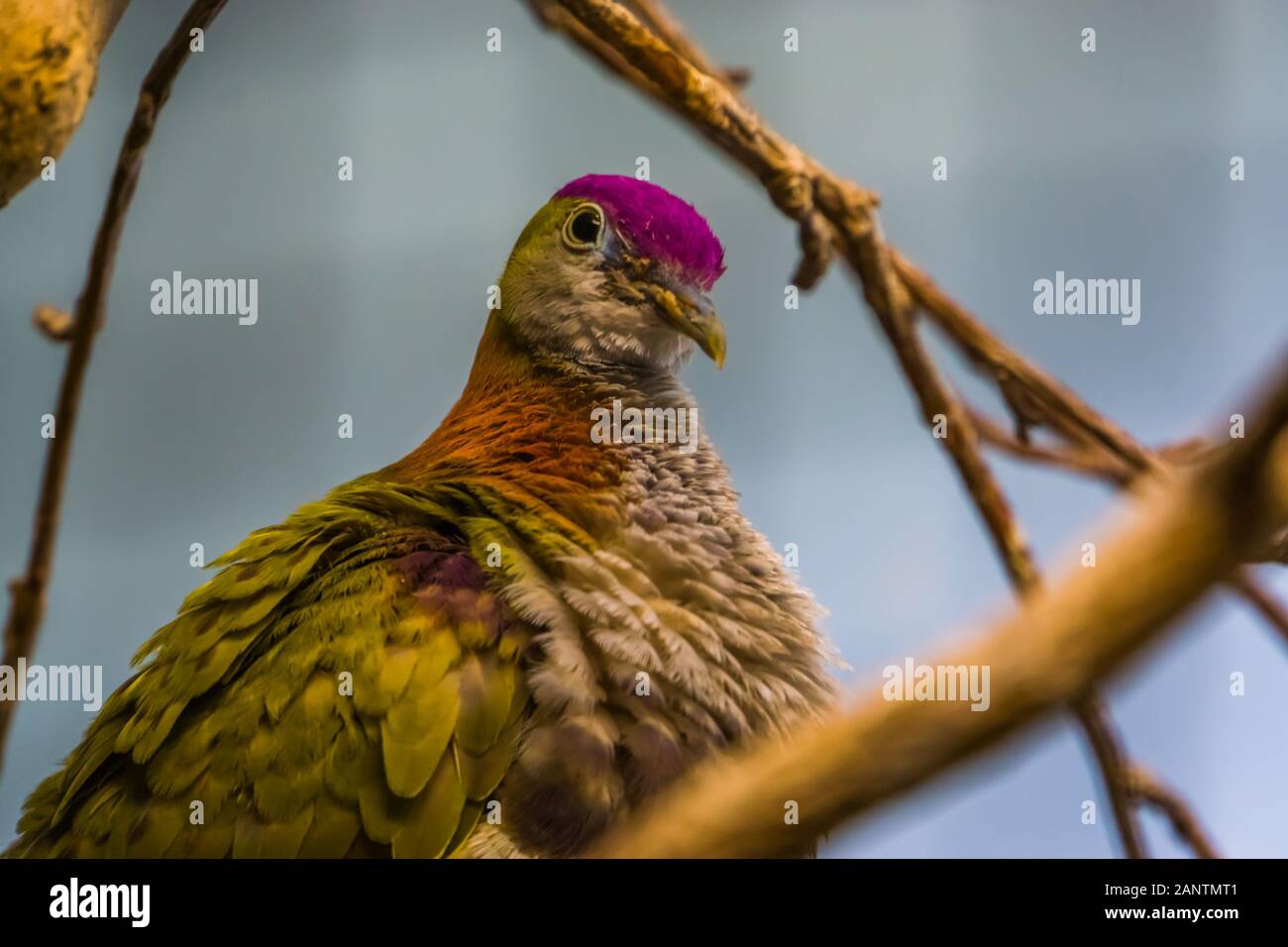 purple crowned fruit dove in closeup, colorful tropical bird specie ...
