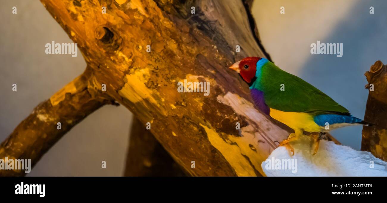 rainbow finch sitting on a tree branch, colorful tropical bird specie ...