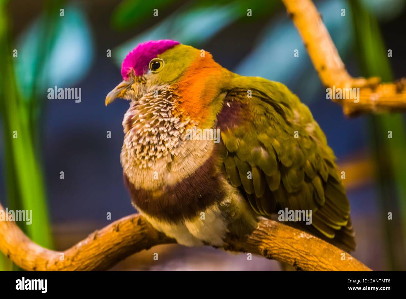 Female superb fruit dove hi-res stock photography and images - Alamy