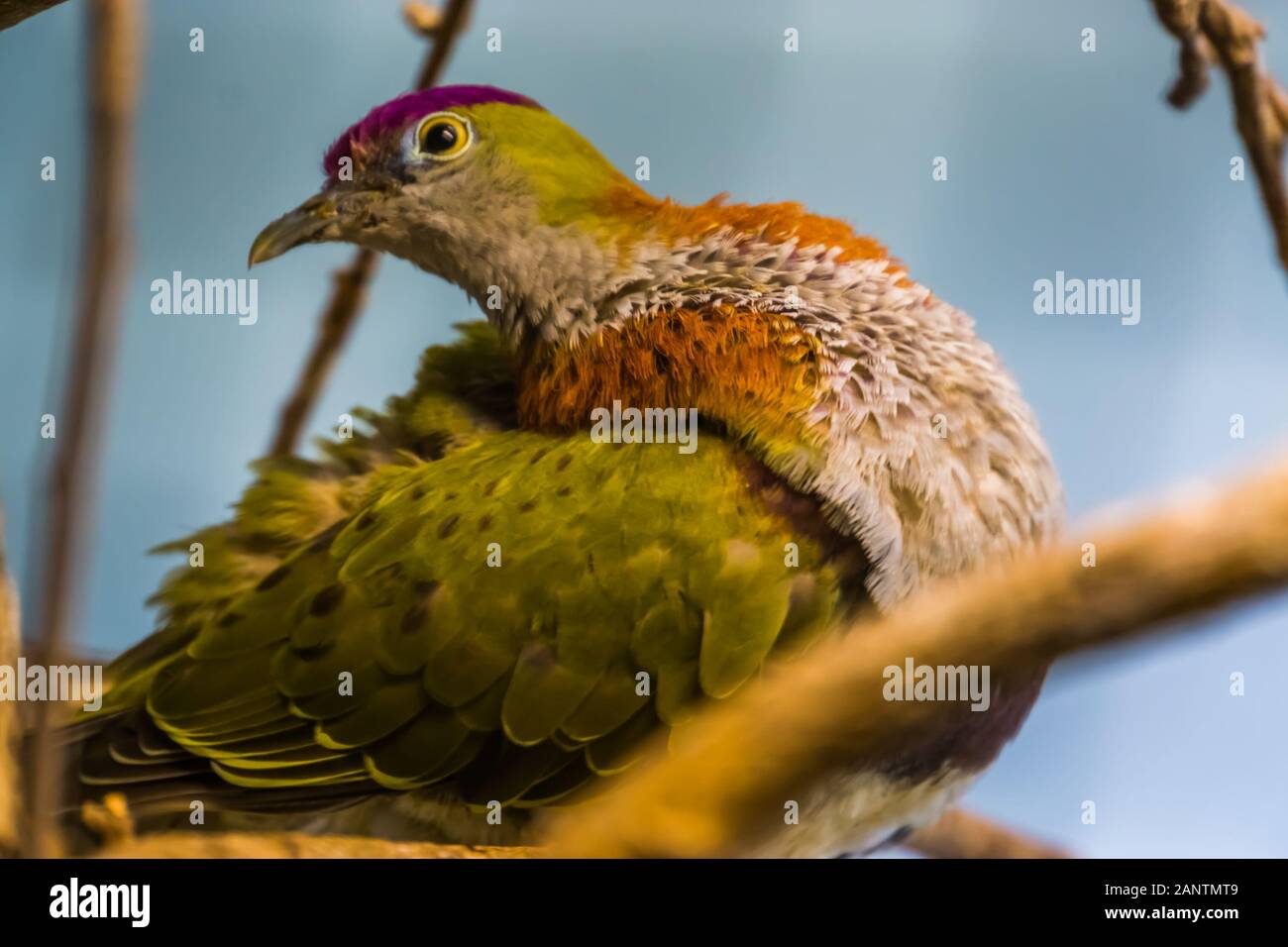 Female superb fruit dove hi-res stock photography and images - Alamy