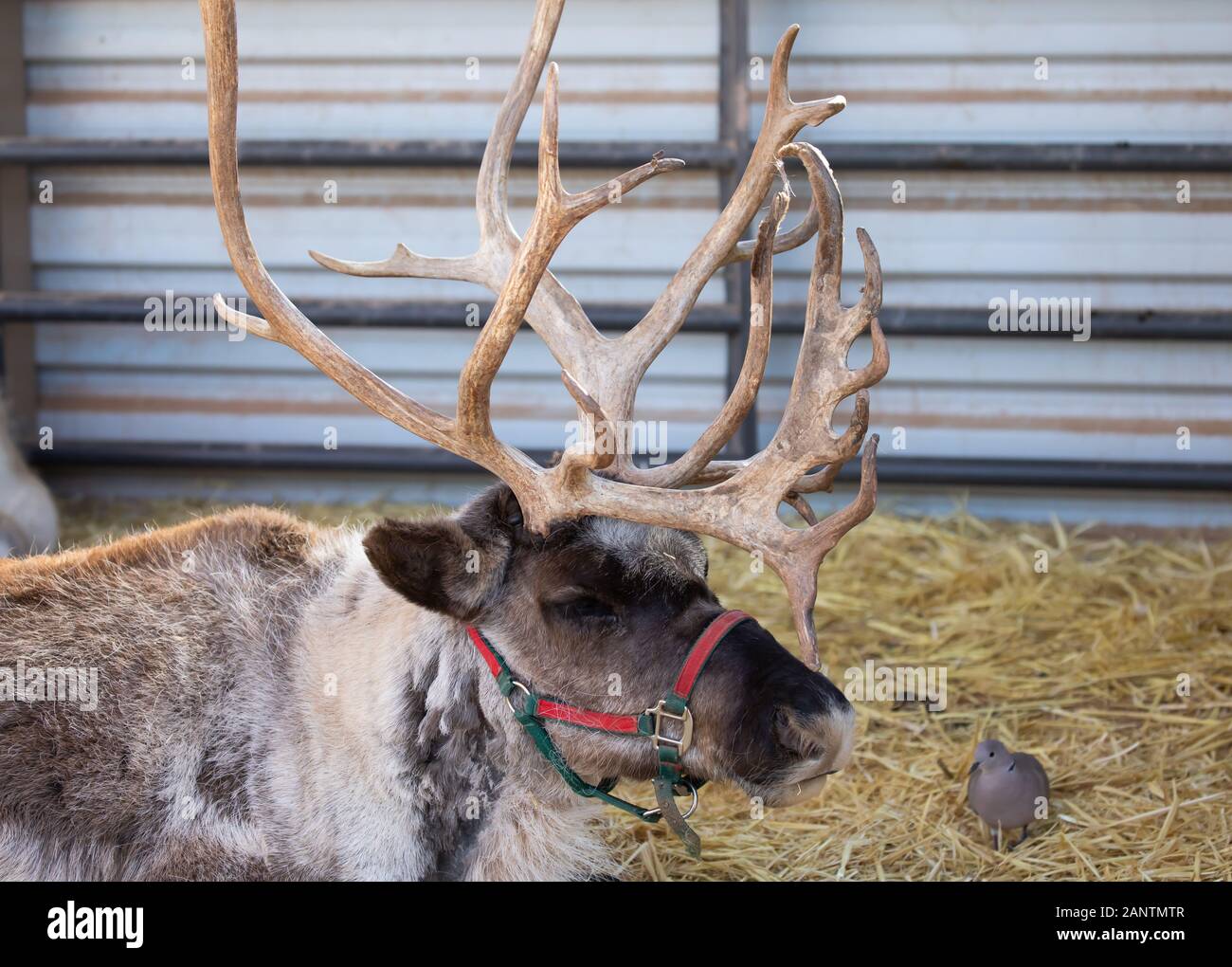 Reindeer in Phoenix Zoo, Arizona, USA Stock Photo - Alamy