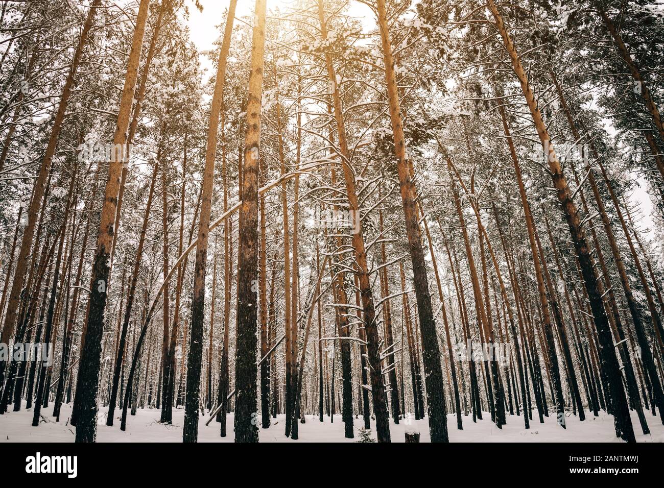 Beautiful tall pines in winter in the forest, background of trees in ...