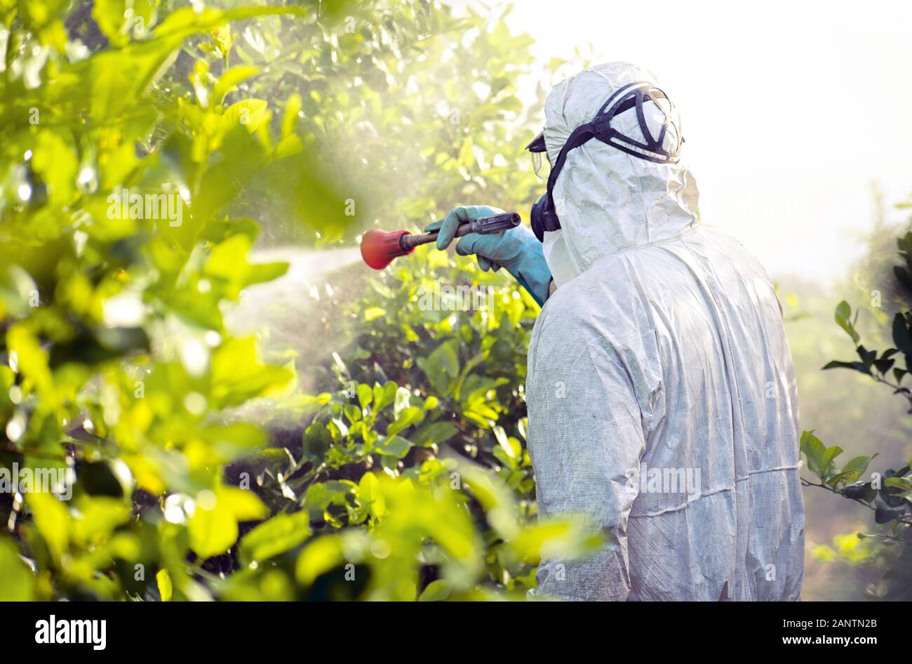 Weed insecticide fumigation. Organic ecological agriculture. Spray ...