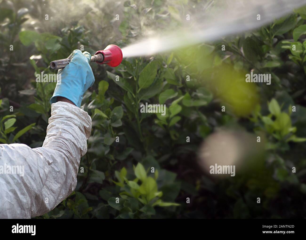 Man Spraying Pesticides High Resolution Stock Photography and Images ...