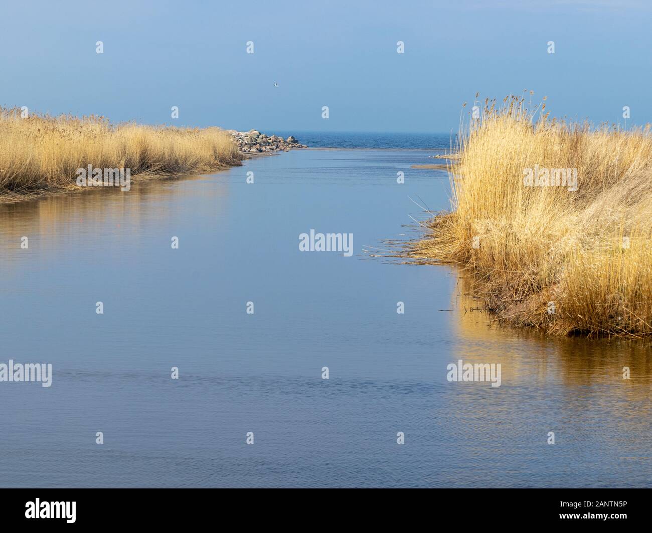 spring landscape with small river mouth, dry reeds Stock Photo - Alamy