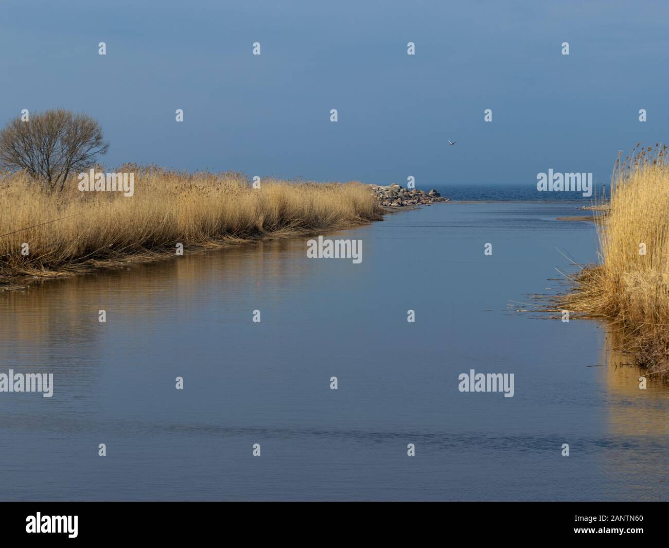 spring landscape with small river mouth, dry reeds Stock Photo - Alamy