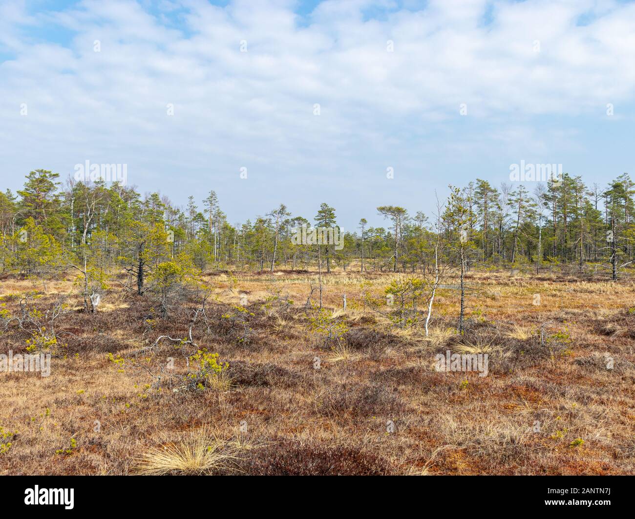 simple swamp landscape with swamp grass and moss in the foreground ...
