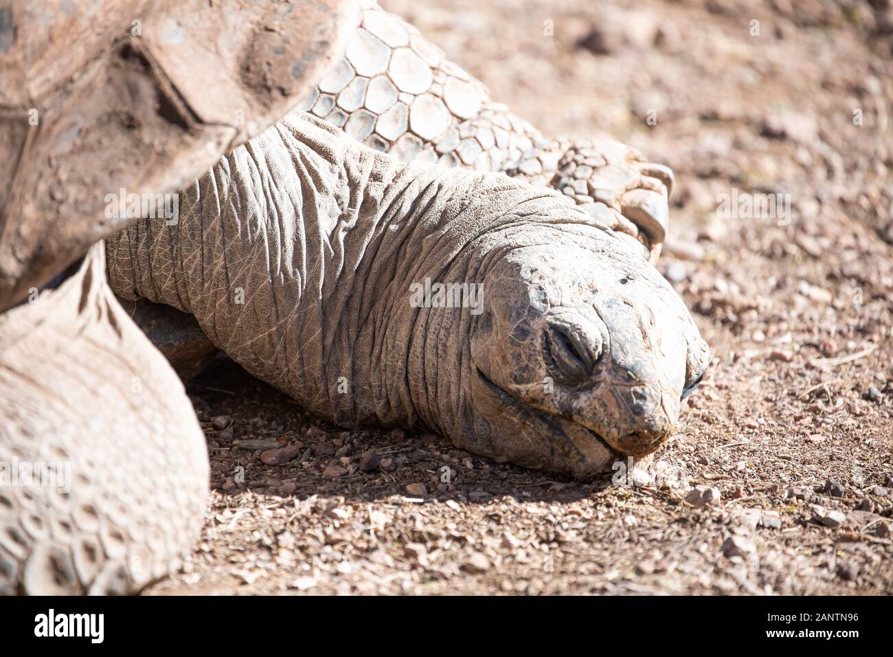 Aldabra Tortoise in Phoenix Zoo, Arizona, USA Stock Photo - Alamy