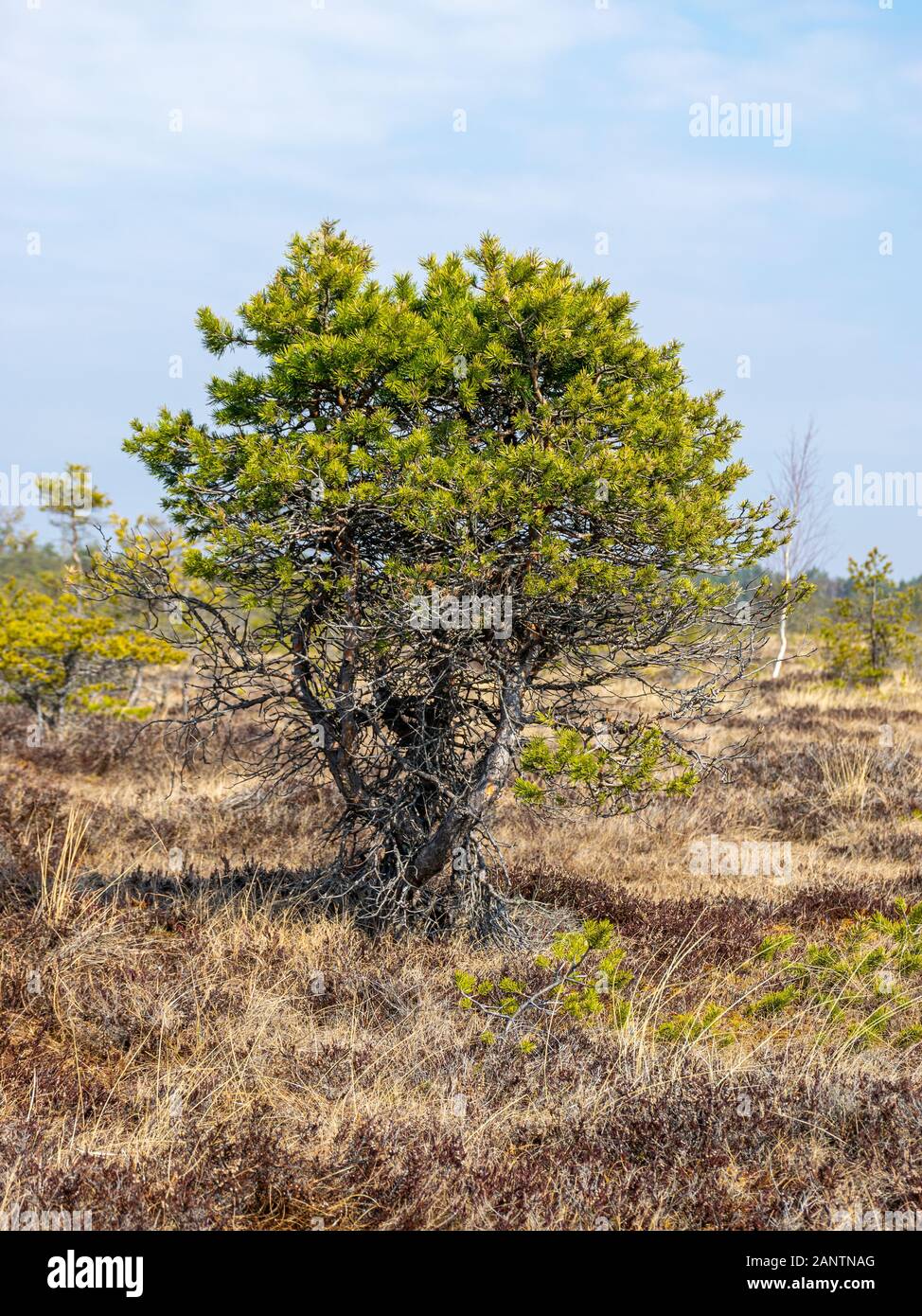simple swamp landscape with swamp grass and moss in the foreground ...
