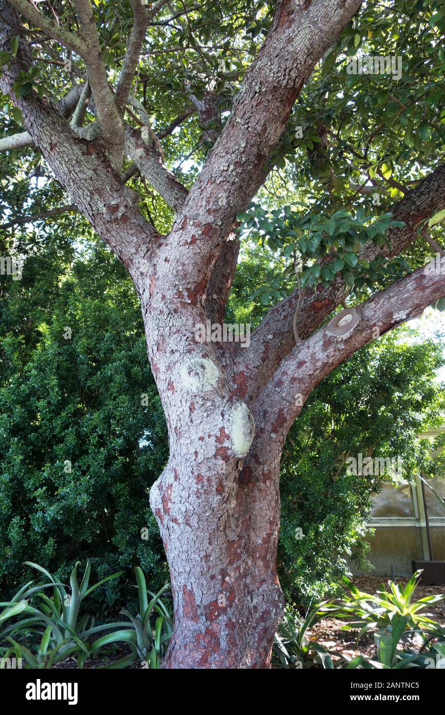 Kwai muk hi-res stock photography and images - Alamy