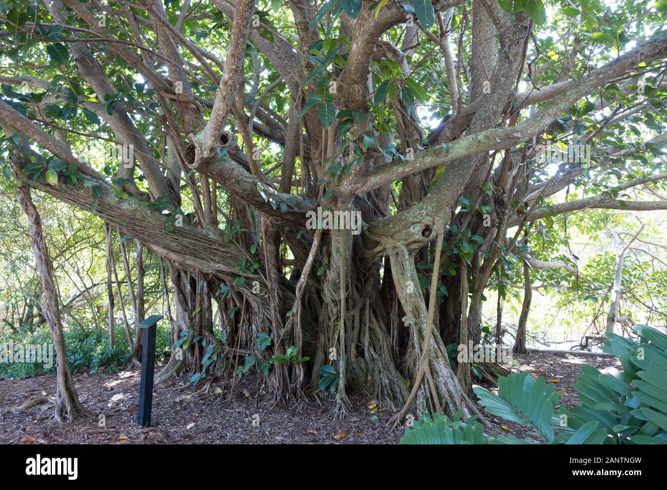 Ficus trees hi-res stock photography and images - Alamy
