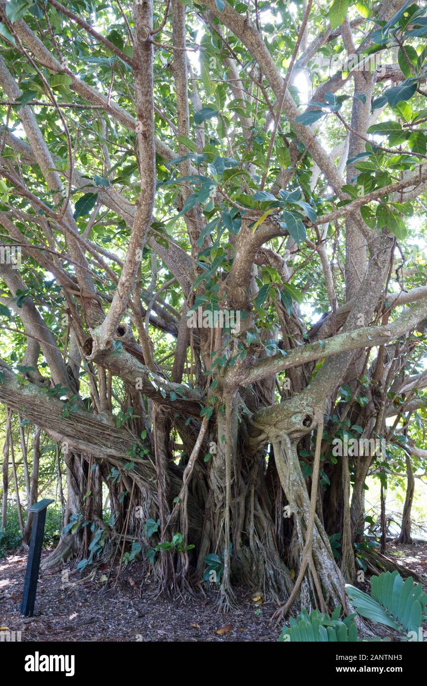 Ficus trees hi-res stock photography and images - Alamy