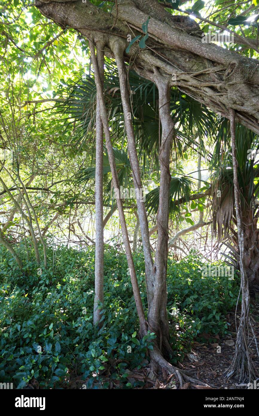 Ficus trees hi-res stock photography and images - Alamy