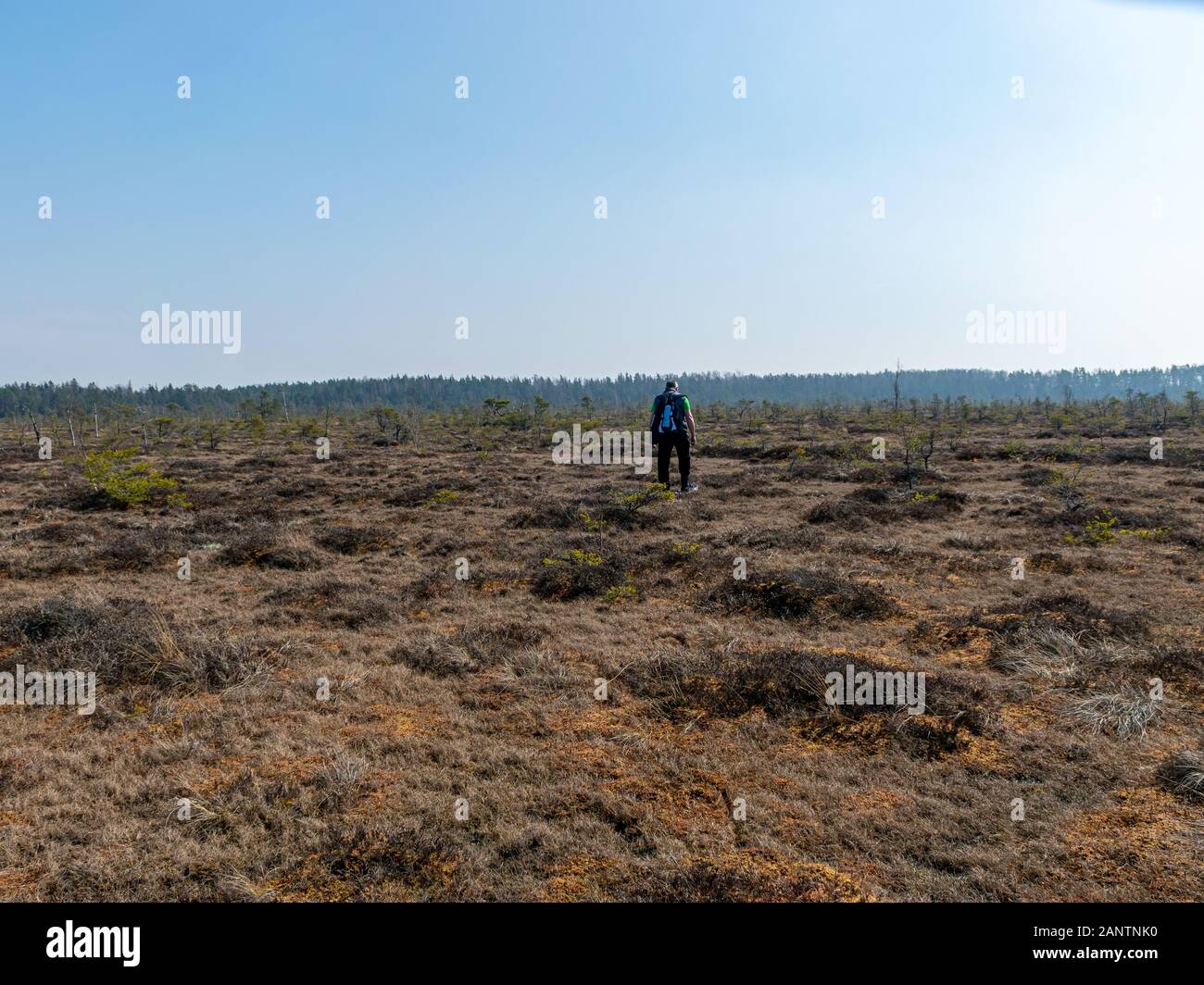 simple swamp landscape with swamp grass and moss in the foreground ...