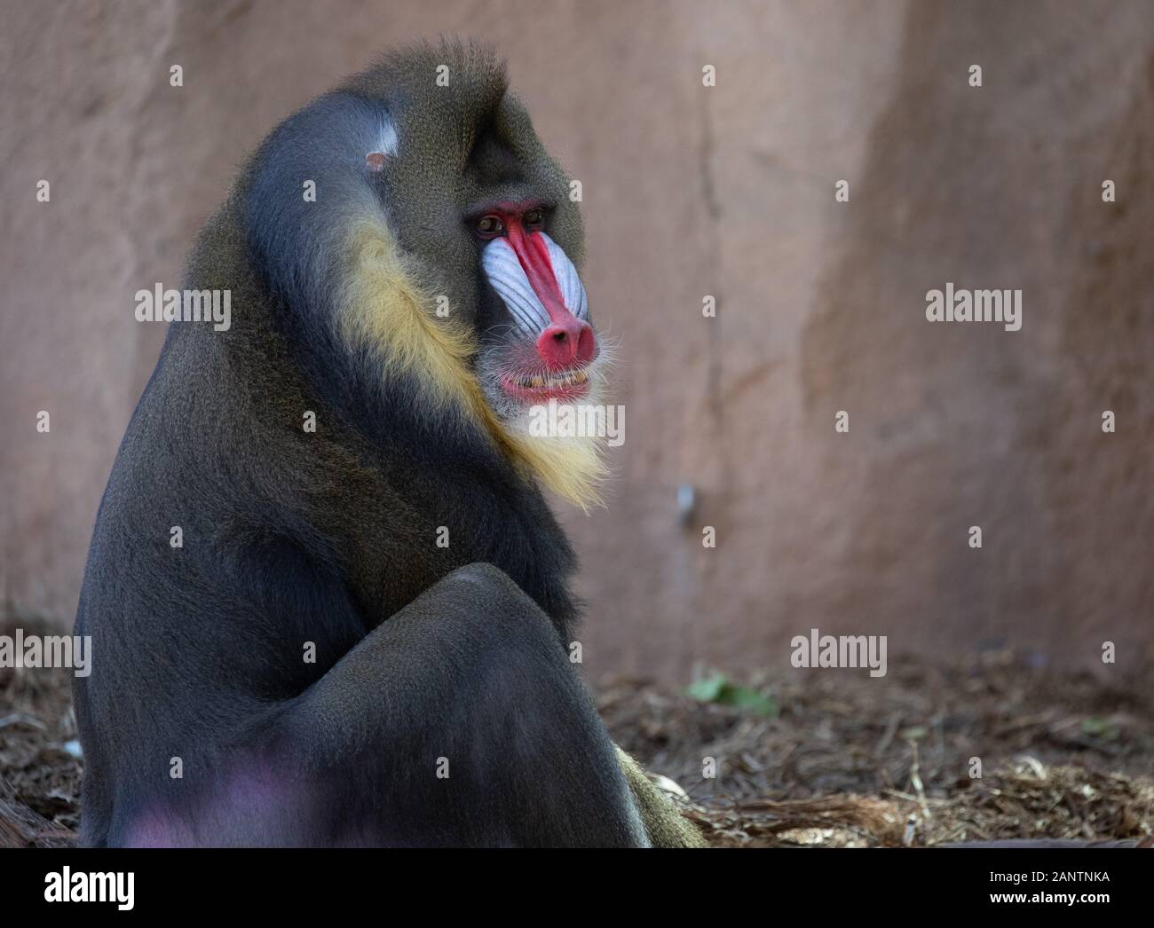 Mandrill exhibit hi-res stock photography and images - Alamy