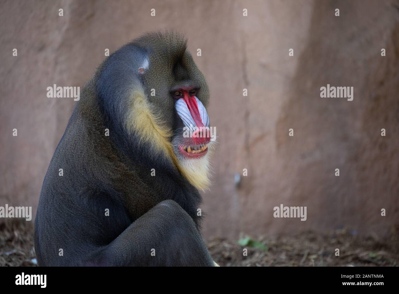 Mandrill exhibit hi-res stock photography and images - Alamy